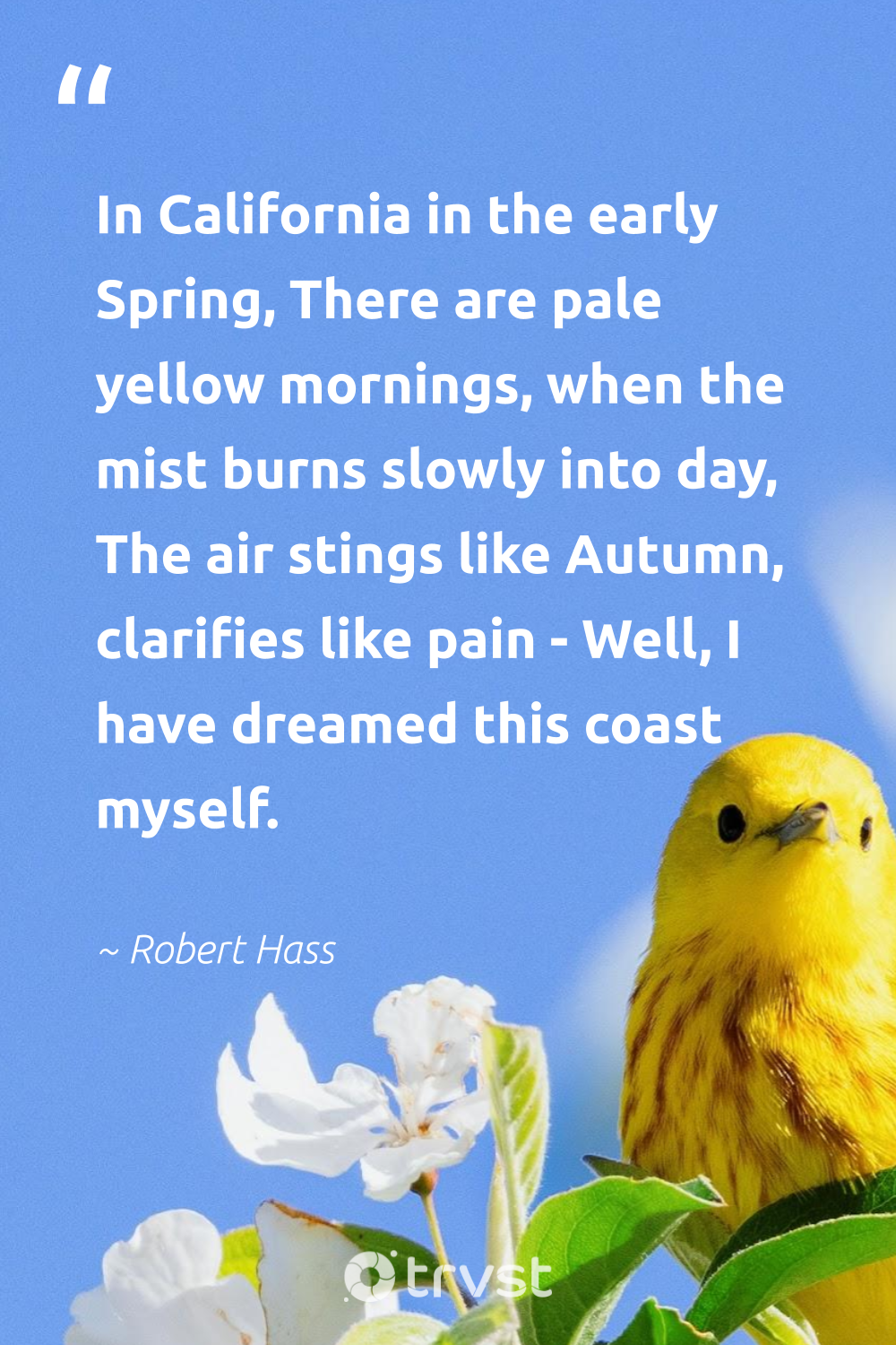 50 Yellow Quotes For Brighter Days and Sunny Inspiration (2025)