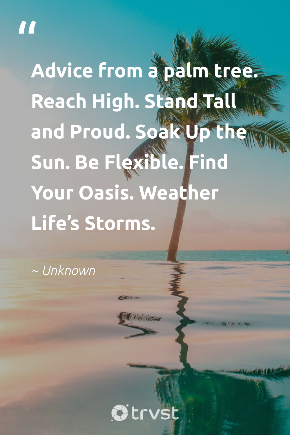 46 Palm Tree Quotes to Inspire Chilled Moments and Beach Time