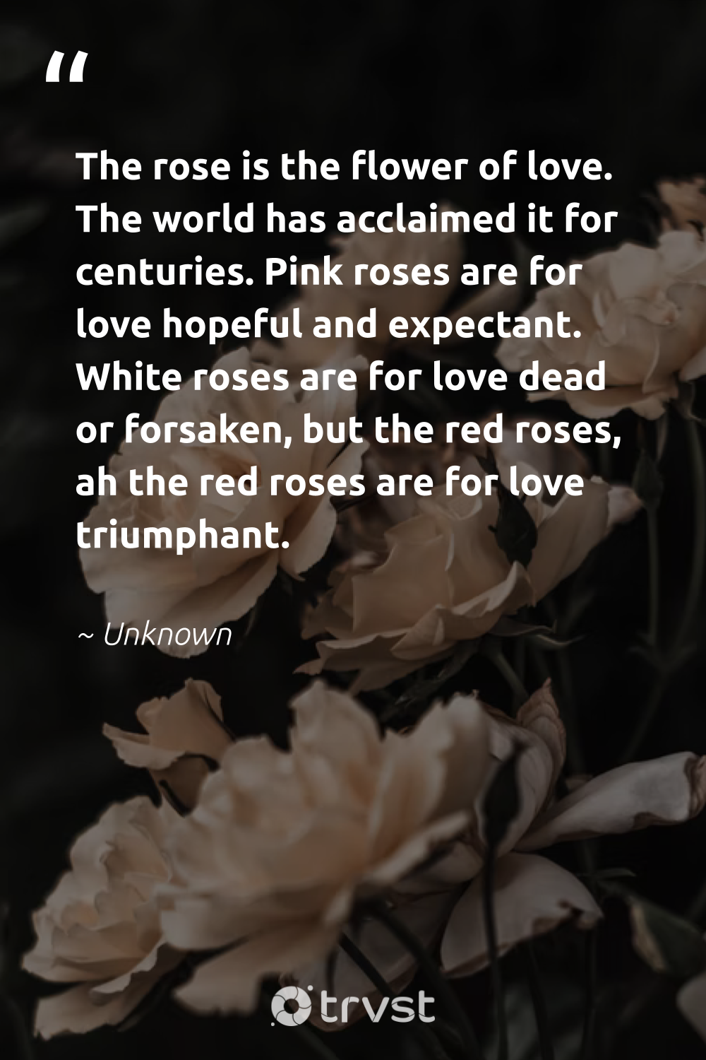 78 Rose Quotes About Natural Beauty, Love and Thorns
