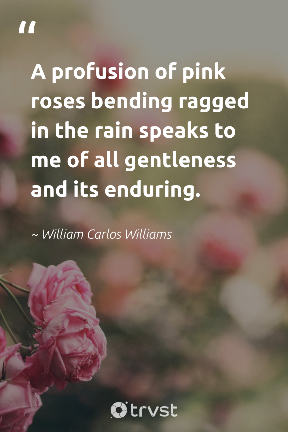 78 Rose Quotes About Natural Beauty, Love and Thorns