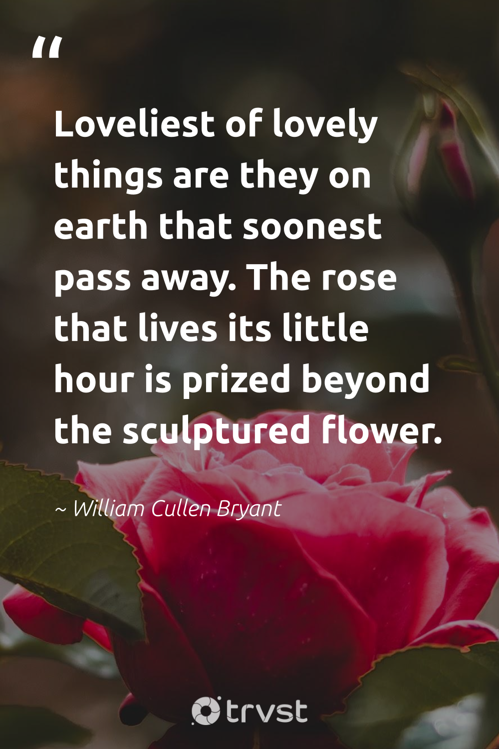 78 Rose Quotes About Natural Beauty, Love and Thorns