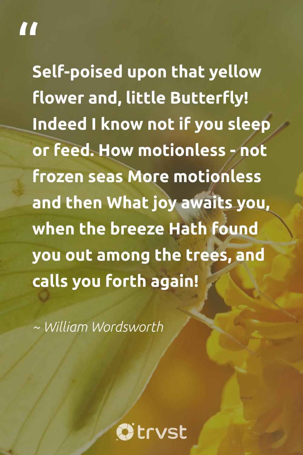 50 Yellow Quotes For Brighter Days and Sunny Inspiration (2025)