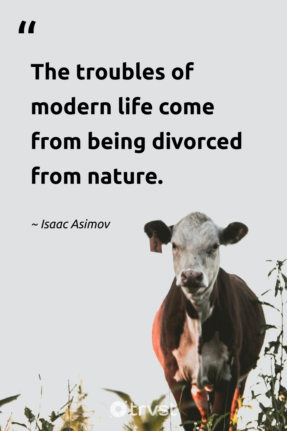 52 Simple Life Quotes About Living More With Less (2024)