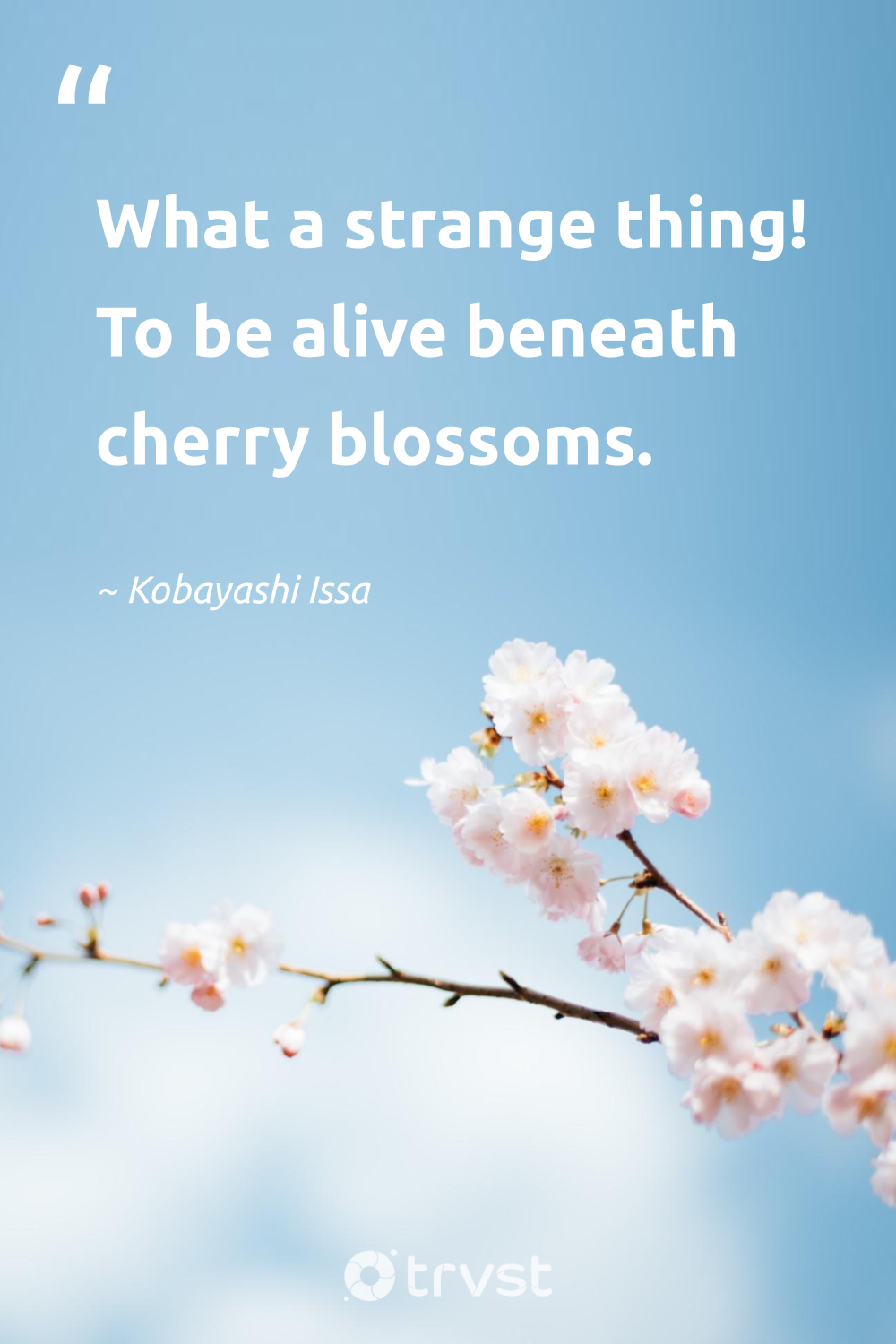 61 Spring Quotes and Sayings Celebrating New Beginnings (2025)