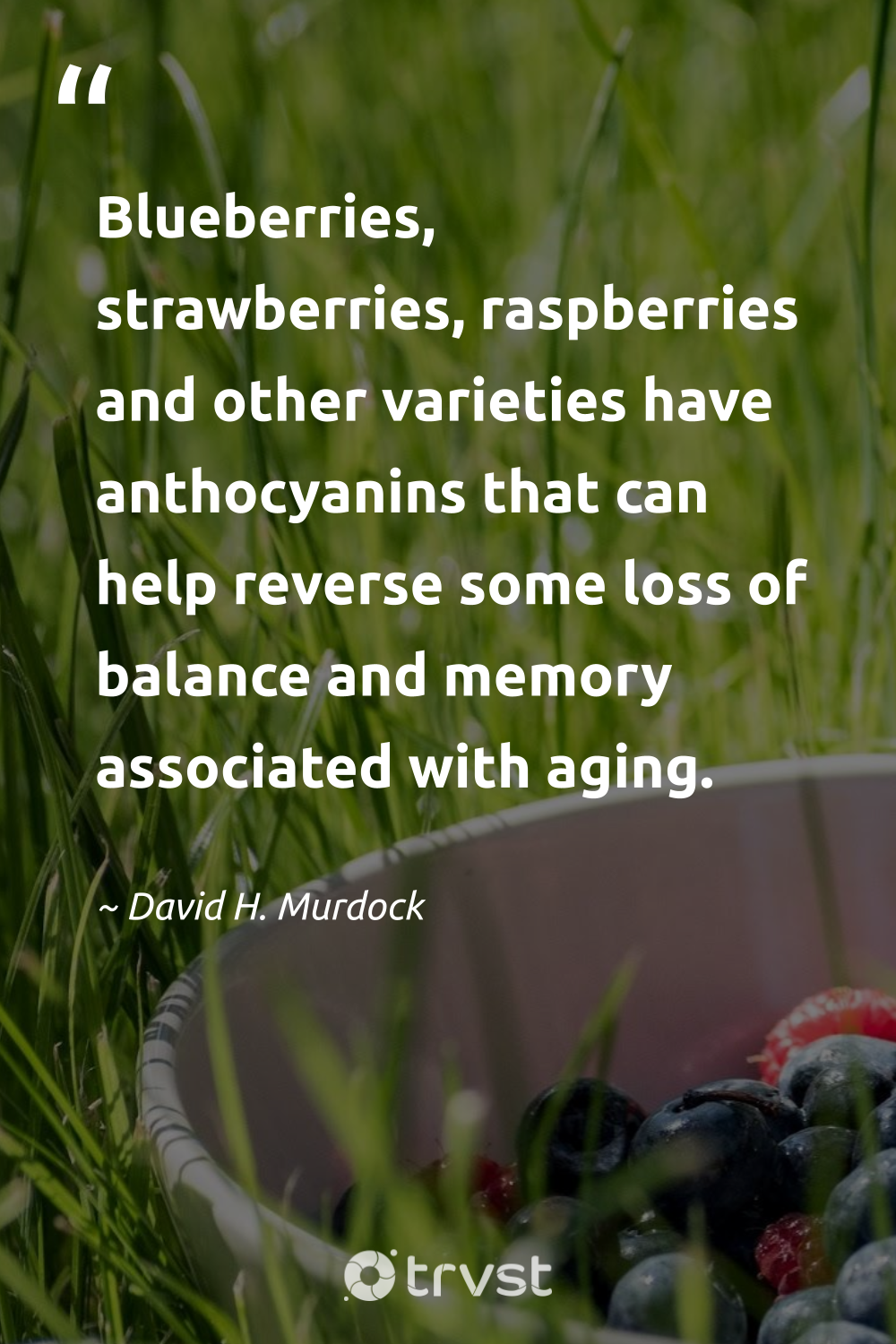 85 Strawberry Quotes To Freshen And Sweeten Your Day