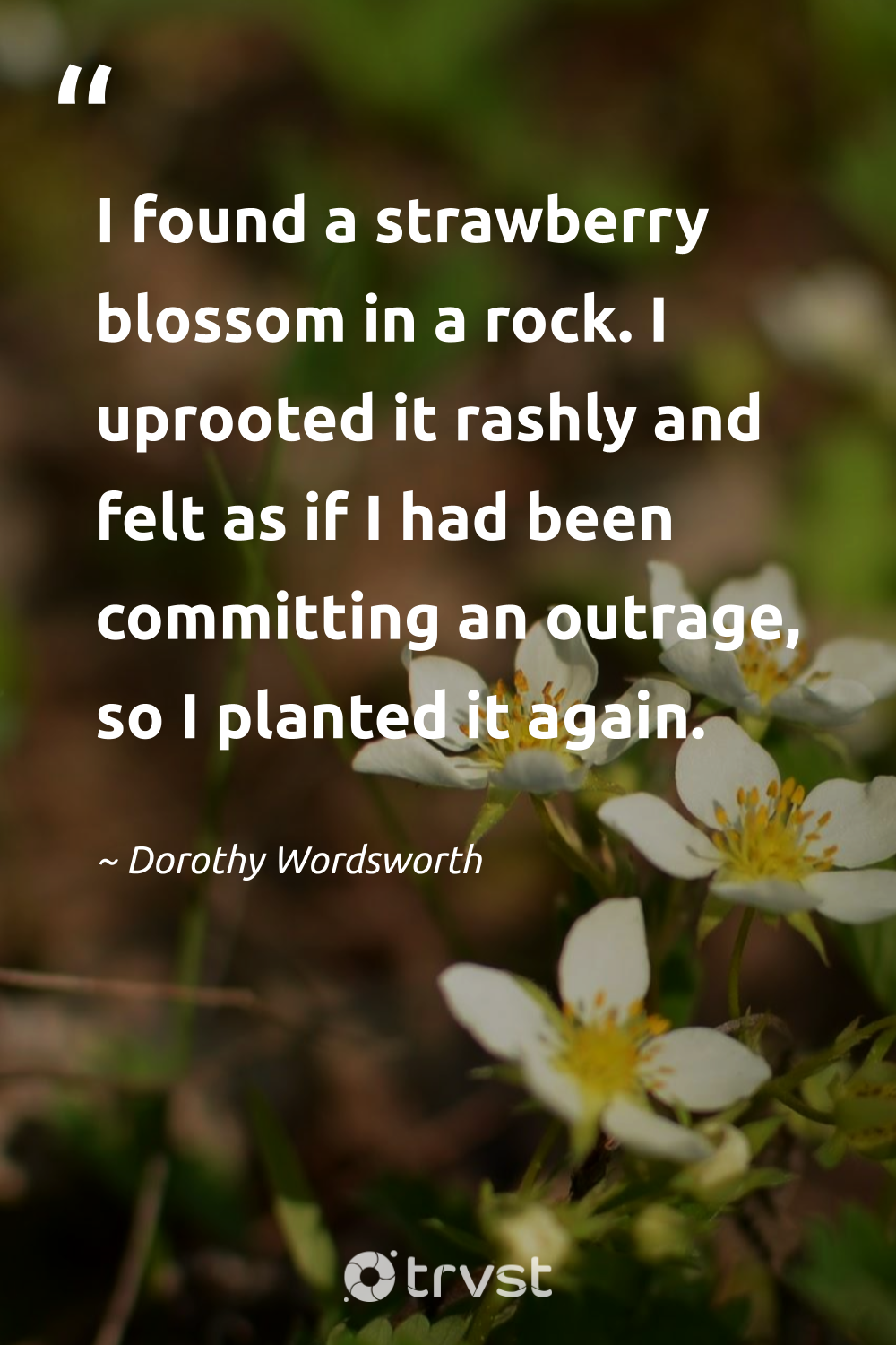 85 Strawberry Quotes To Freshen And Sweeten Your Day