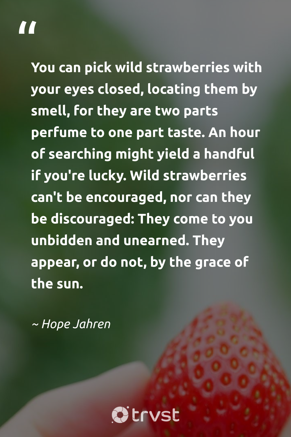 85 Strawberry Quotes To Freshen And Sweeten Your Day