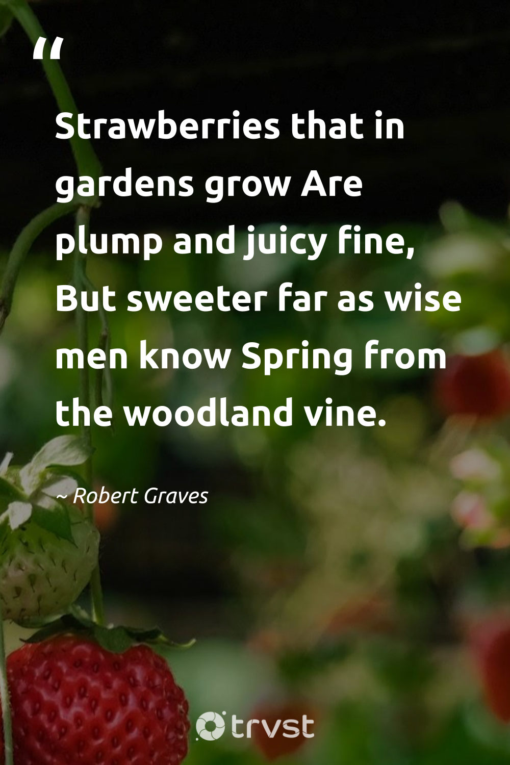 85 Strawberry Quotes To Freshen And Sweeten Your Day