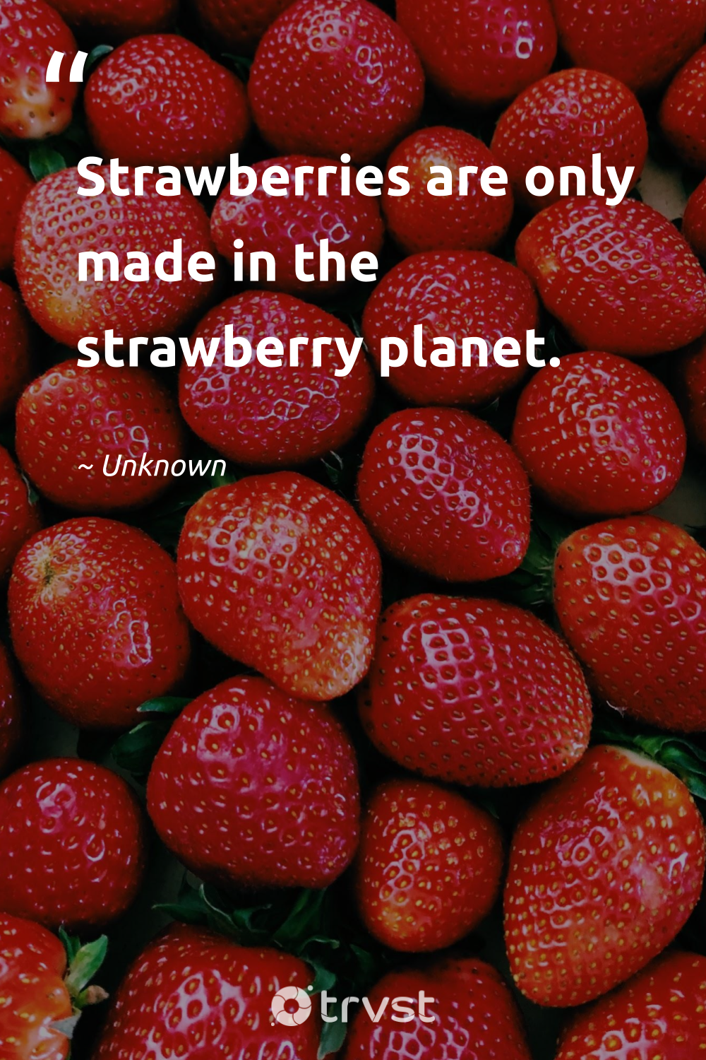 85 Strawberry Quotes To Freshen And Sweeten Your Day