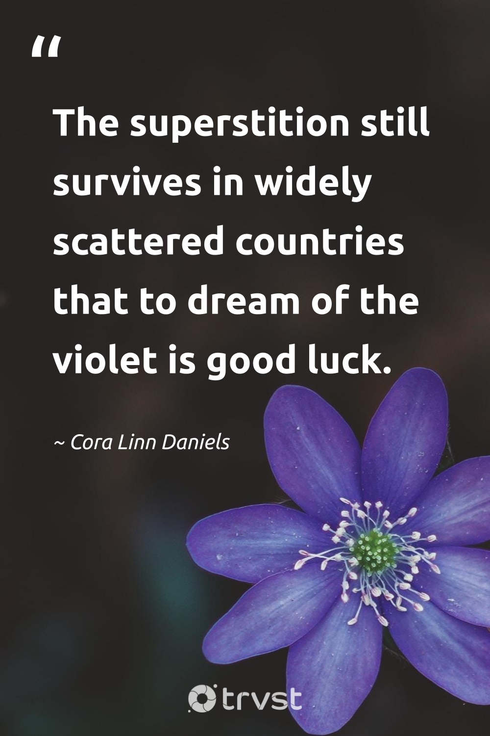 30 Violet Quotes Inspiring Lovely Blossoms