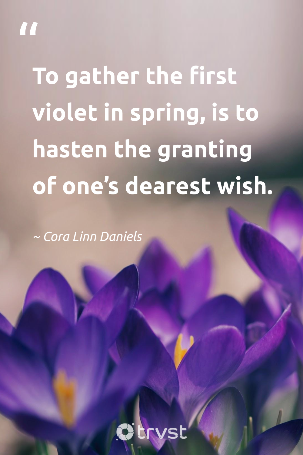 30 Violet Quotes Inspiring Lovely Blossoms
