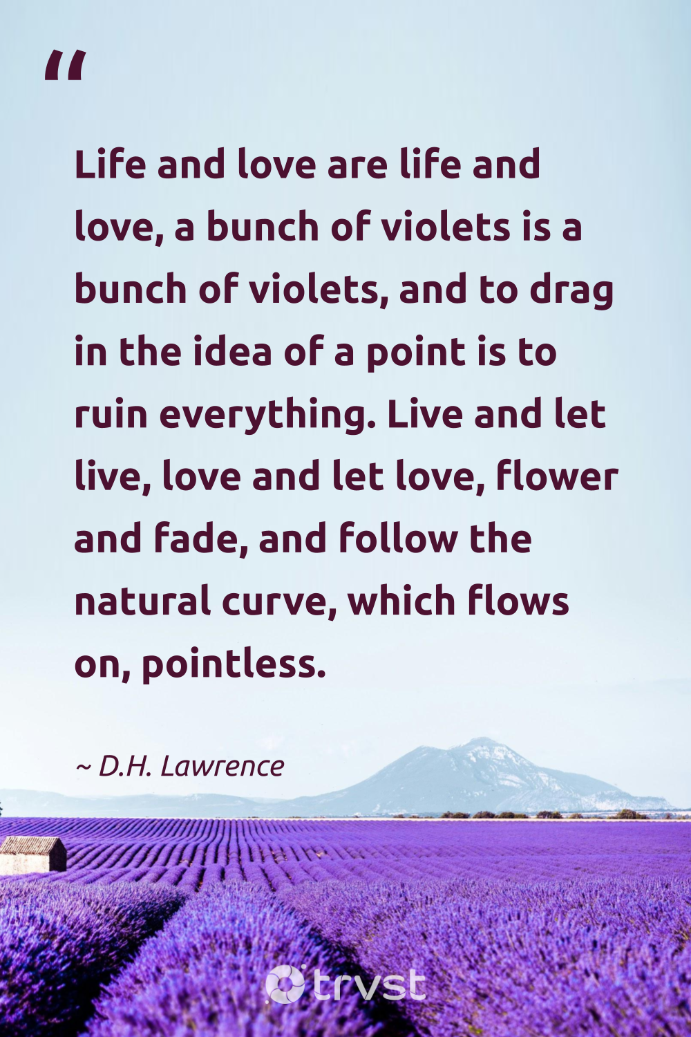 30 Violet Quotes Inspiring Lovely Blossoms