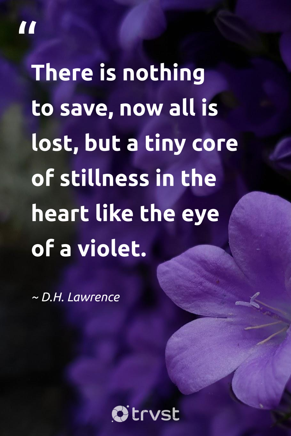 30 Violet Quotes Inspiring Lovely Blossoms