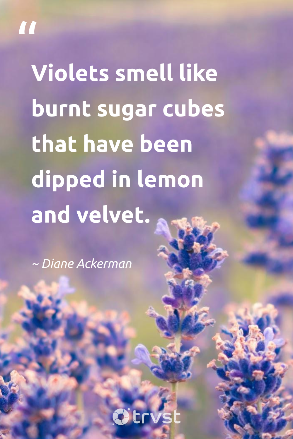 30 Violet Quotes Inspiring Lovely Blossoms