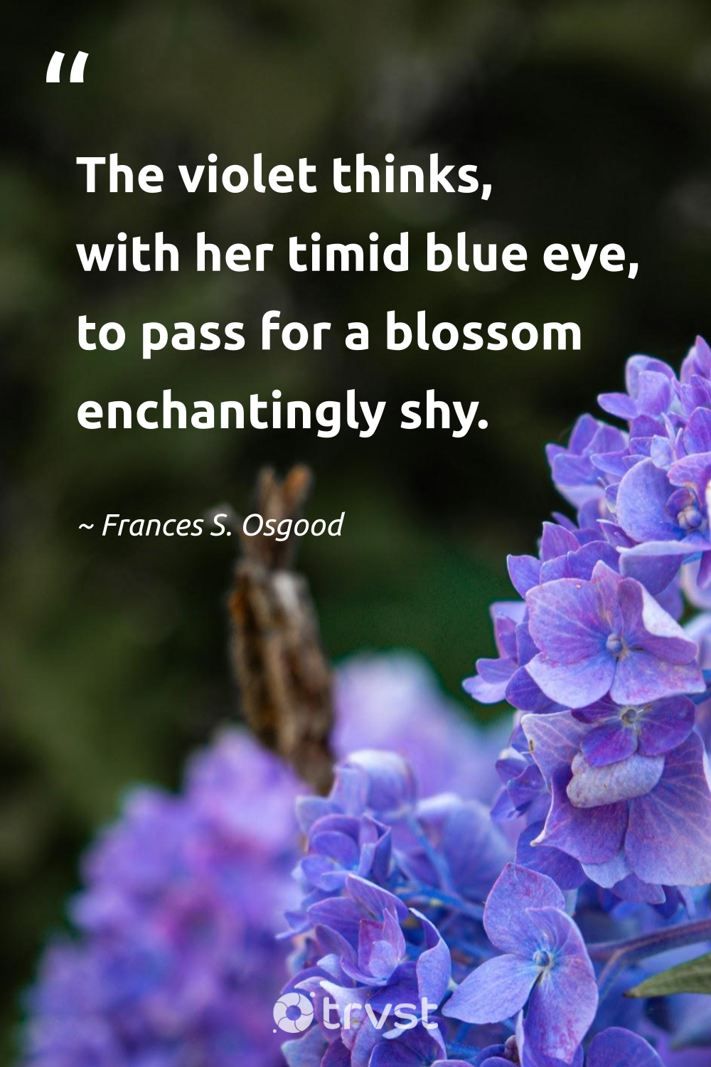 30 Violet Quotes Inspiring Lovely Blossoms