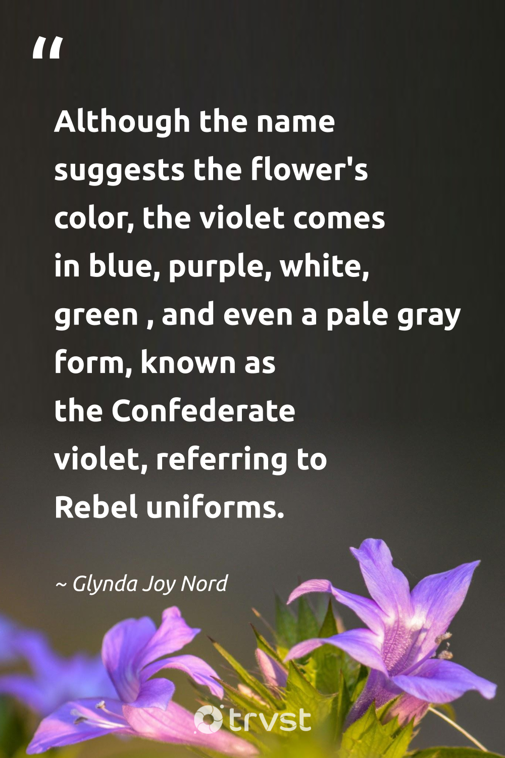 30 Violet Quotes Inspiring Lovely Blossoms