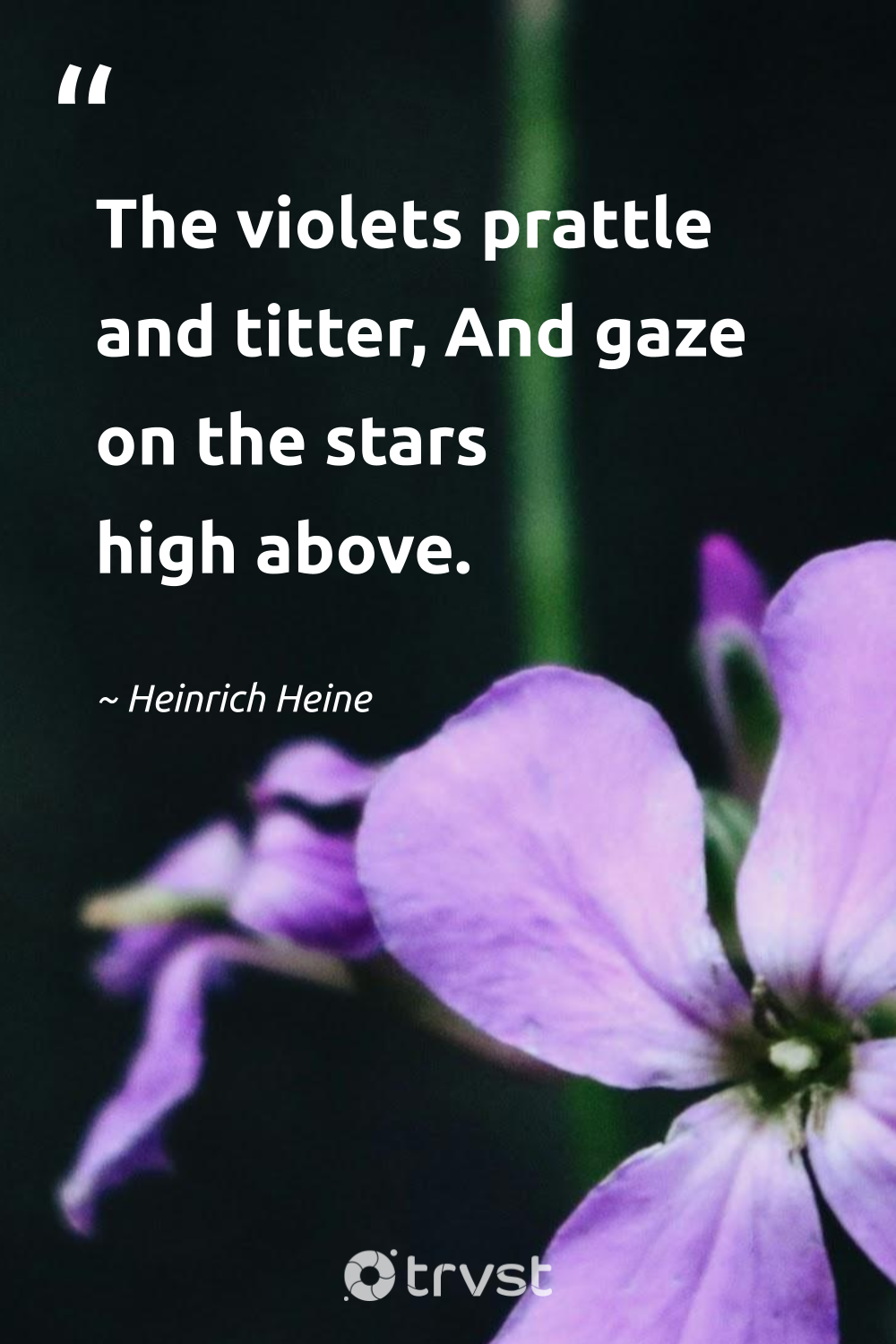 30 Violet Quotes Inspiring Lovely Blossoms