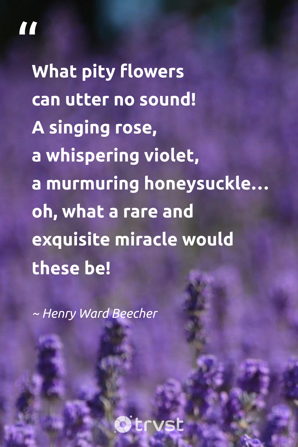 30 Violet Quotes Inspiring Lovely Blossoms