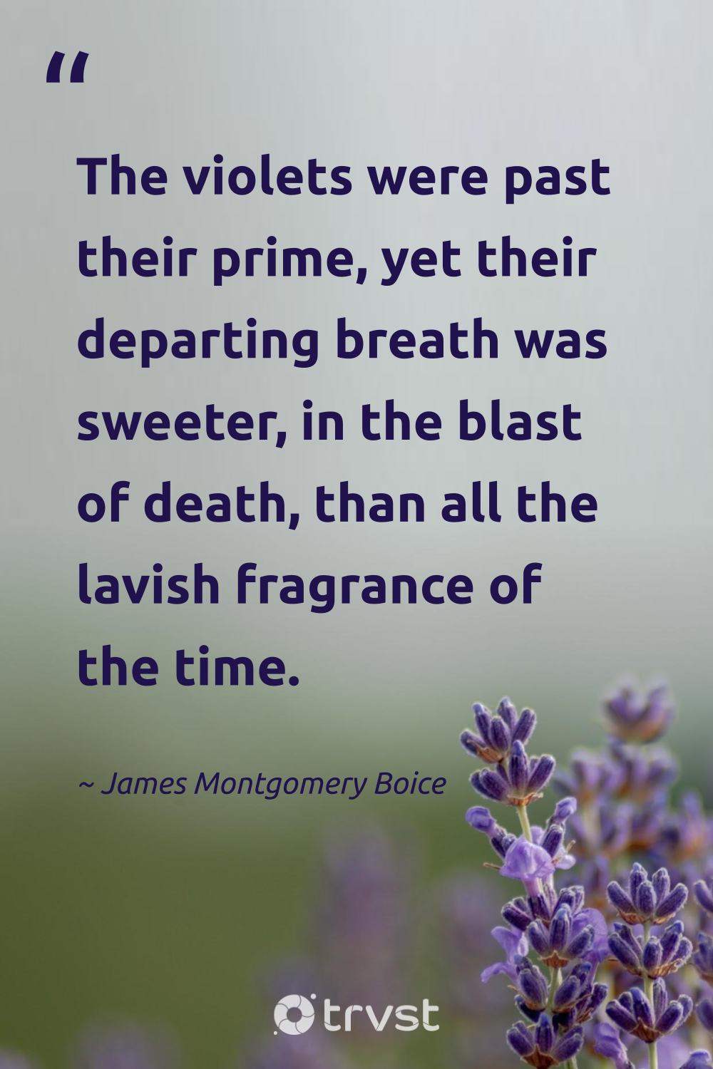 30 Violet Quotes Inspiring Lovely Blossoms