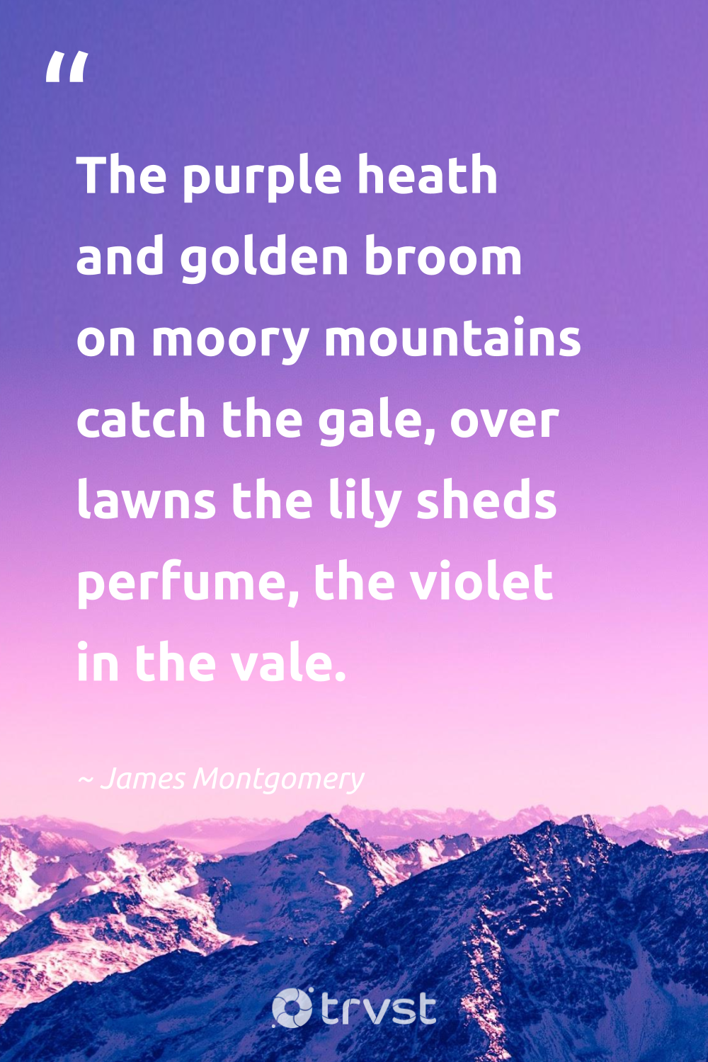 30 Violet Quotes Inspiring Lovely Blossoms