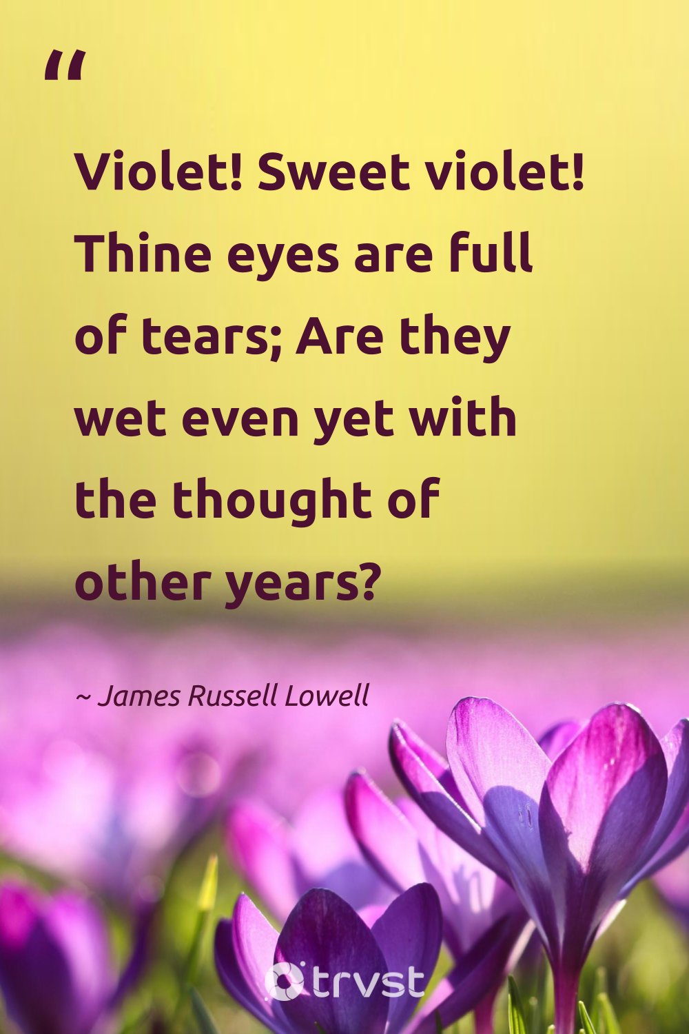 30 Violet Quotes Inspiring Lovely Blossoms