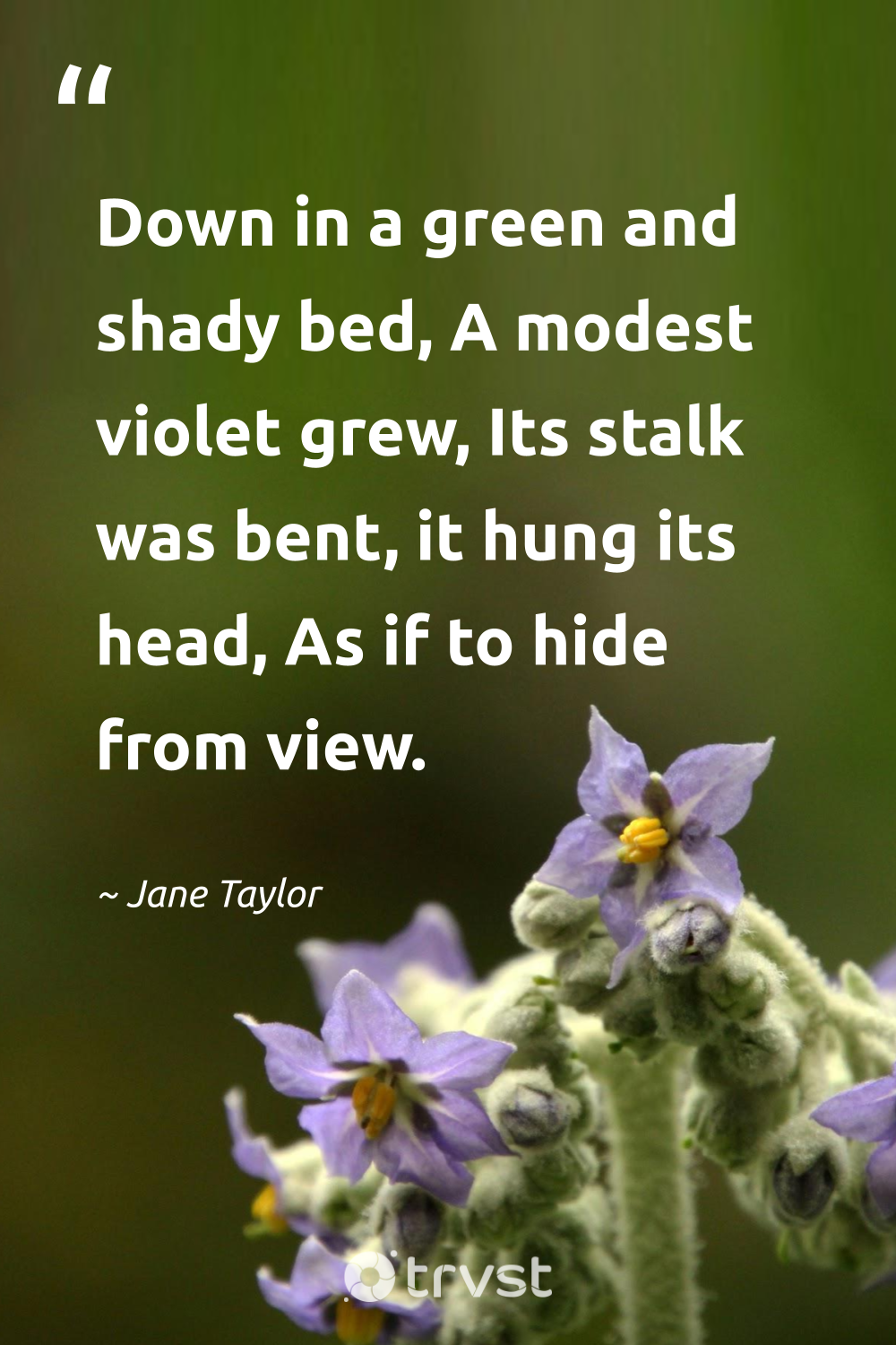 30 Violet Quotes Inspiring Lovely Blossoms