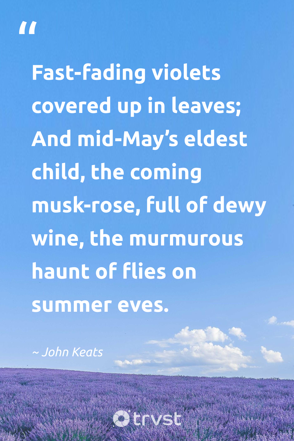 30 Violet Quotes Inspiring Lovely Blossoms