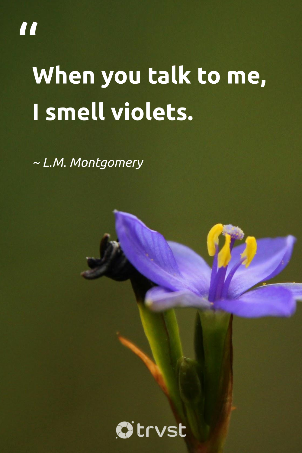 30 Violet Quotes Inspiring Lovely Blossoms