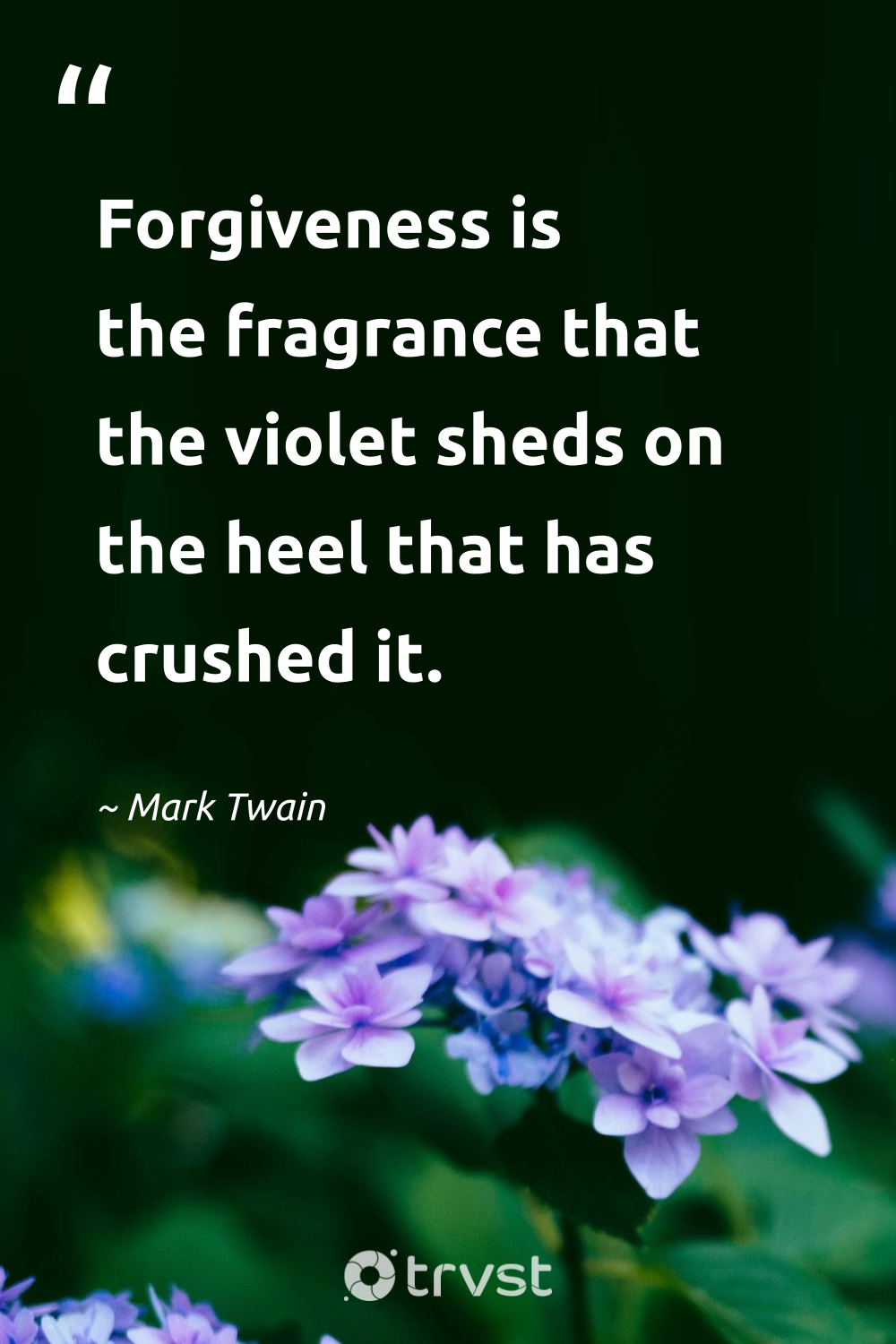 30 Violet Quotes Inspiring Lovely Blossoms