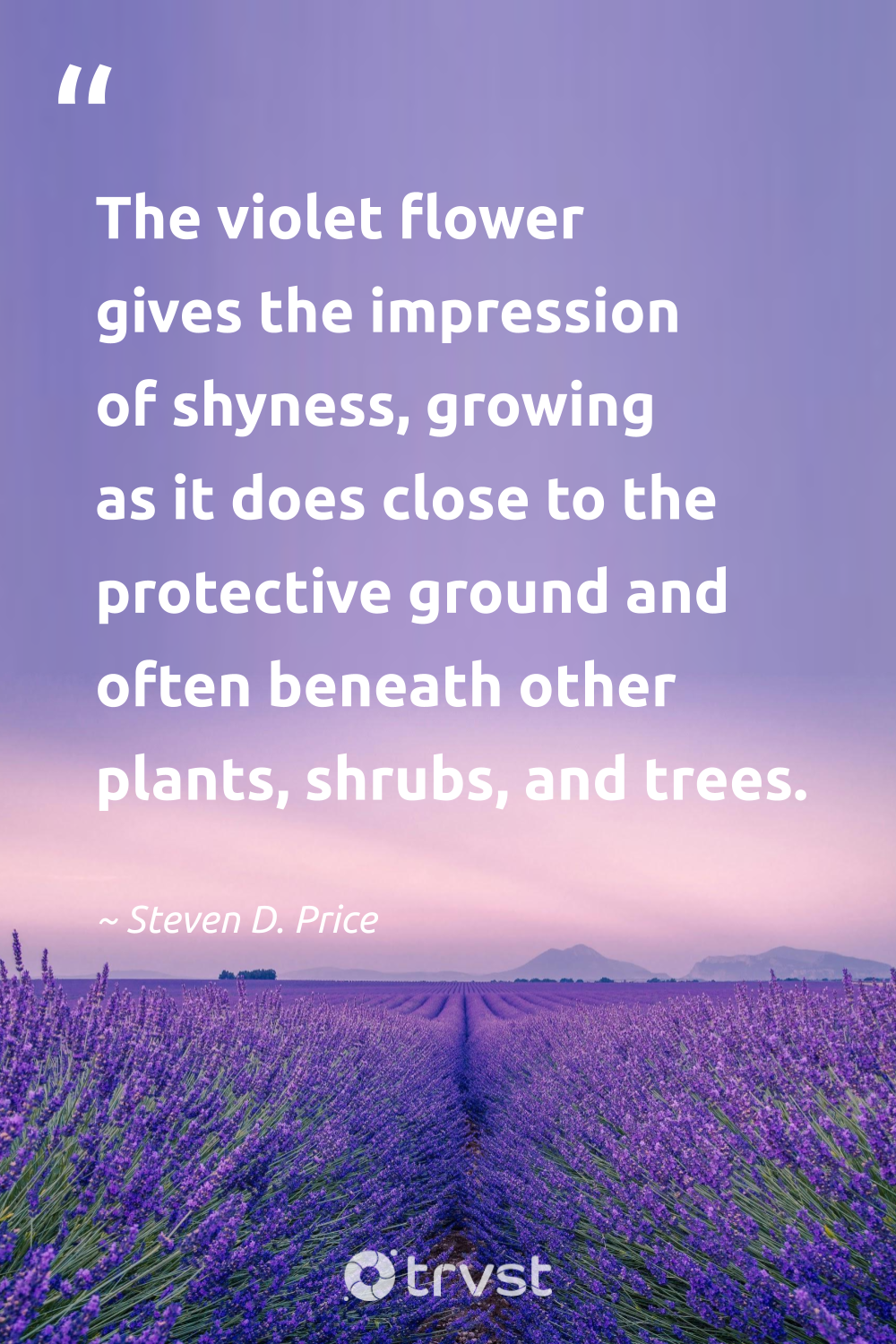 30 Violet Quotes Inspiring Lovely Blossoms