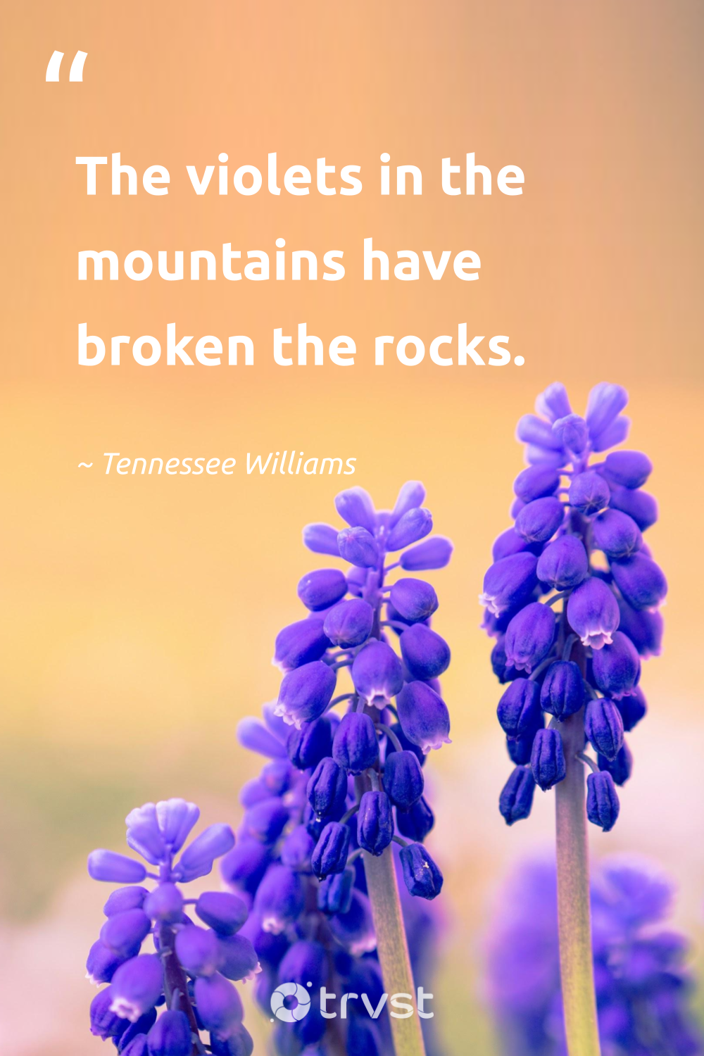 30 Violet Quotes Inspiring Lovely Blossoms