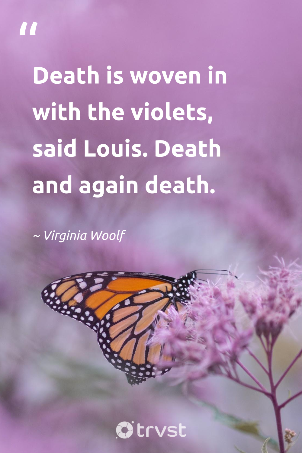 30 Violet Quotes Inspiring Lovely Blossoms