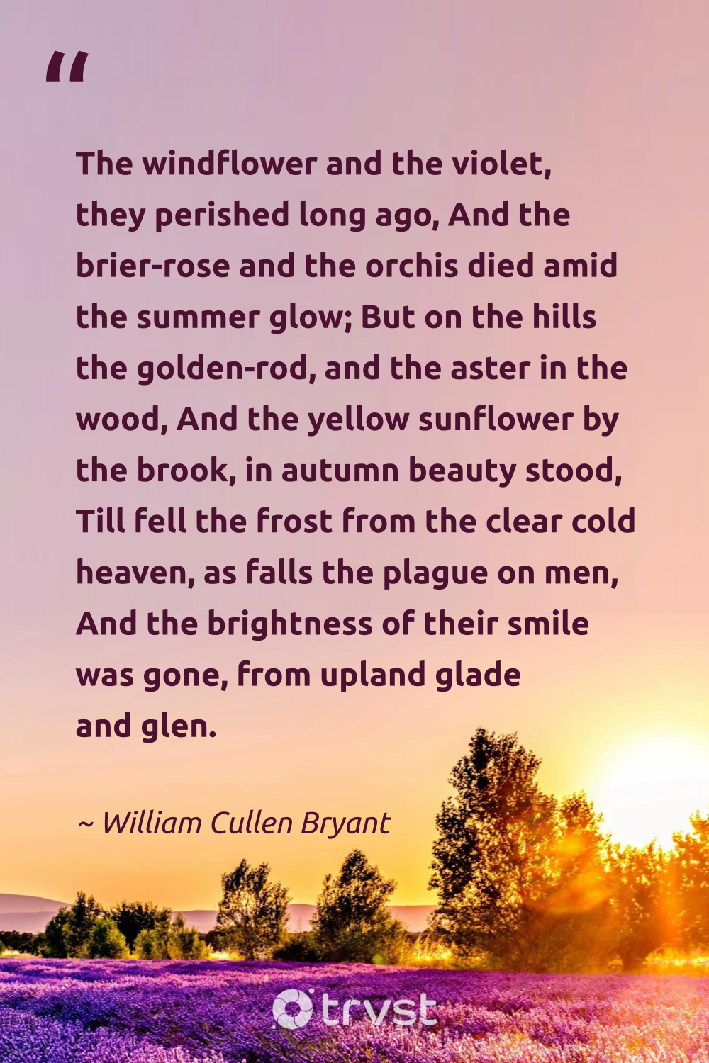 30 Violet Quotes Inspiring Lovely Blossoms