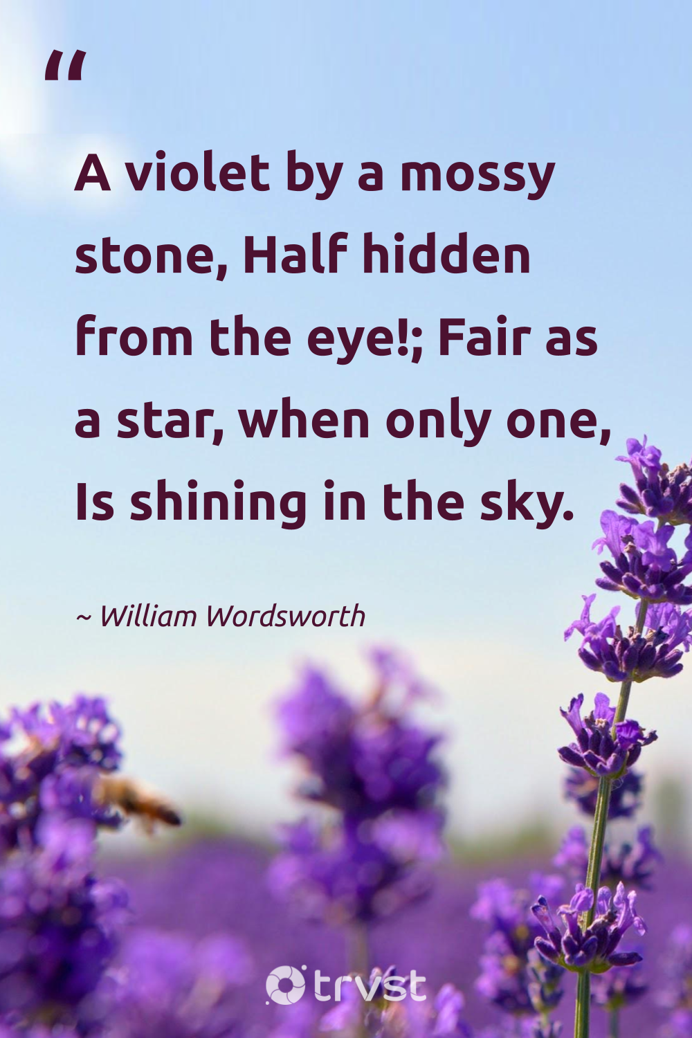 30 Violet Quotes Inspiring Lovely Blossoms