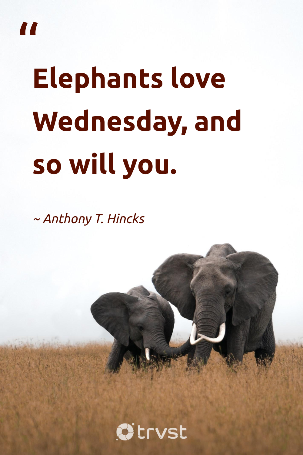 62 Wednesday Quotes & Mid-Week Sayings For Hump Day (2025)