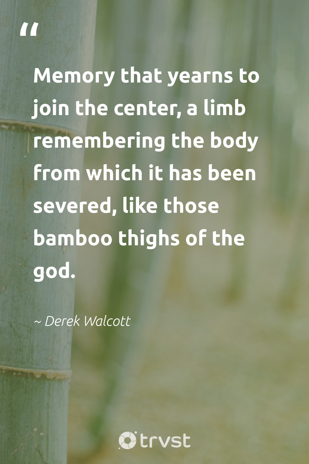 40 Bamboo Quotes From Proverbs to Bamboo's Sustainability