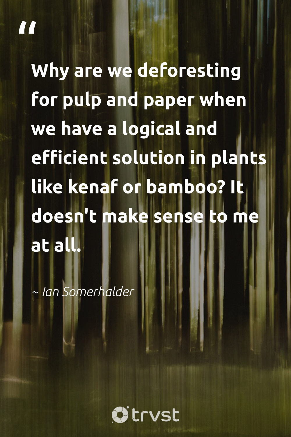 40 Bamboo Quotes From Proverbs to Bamboo's Sustainability