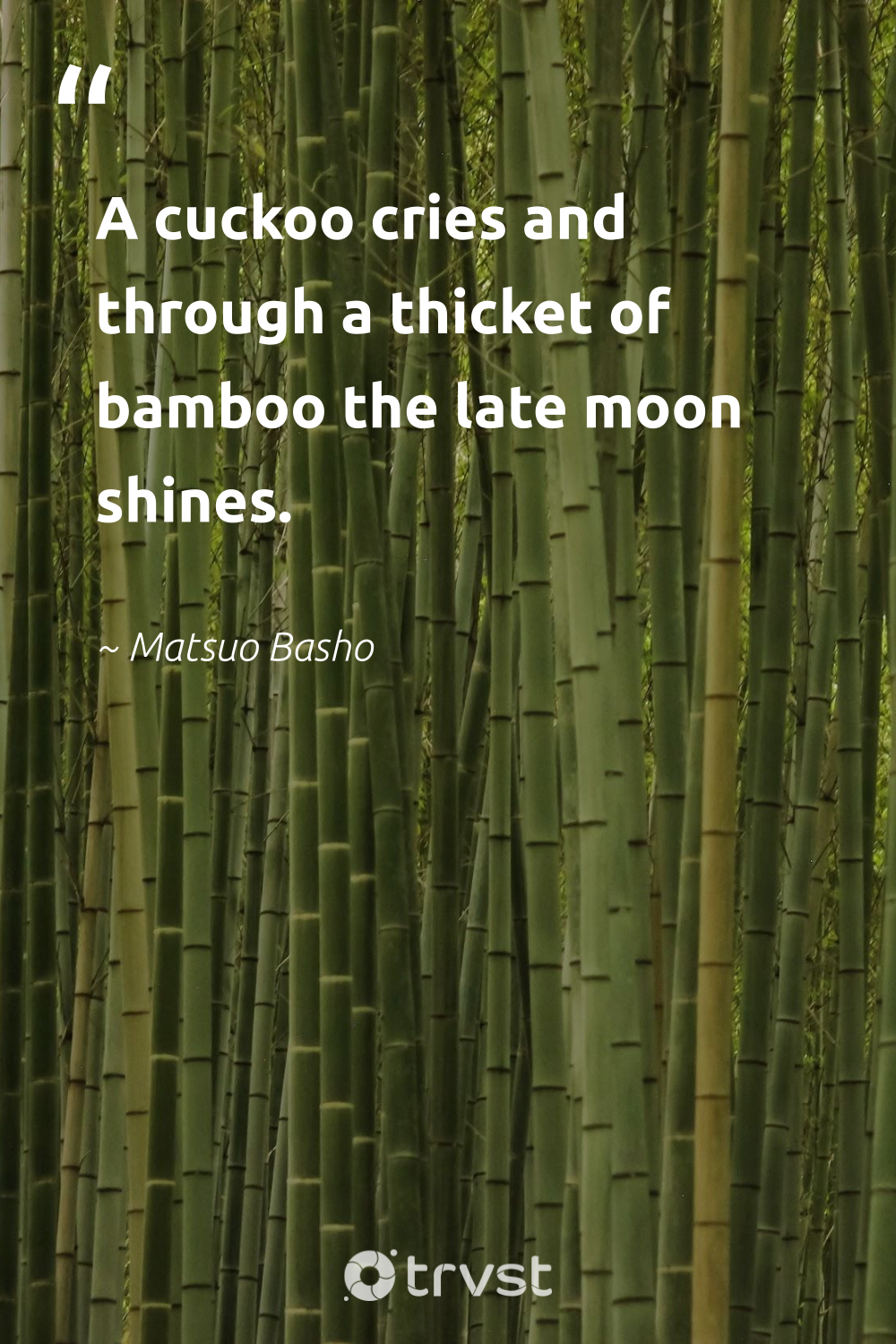 40 Bamboo Quotes From Proverbs to Bamboo's Sustainability