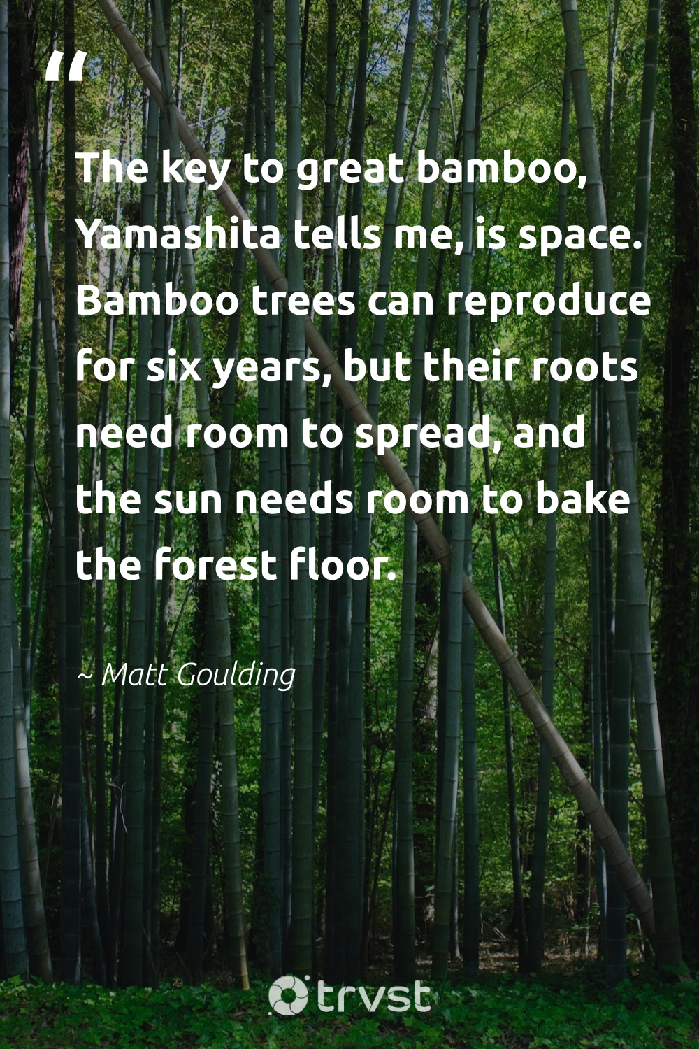 40 Bamboo Quotes From Proverbs to Bamboo's Sustainability