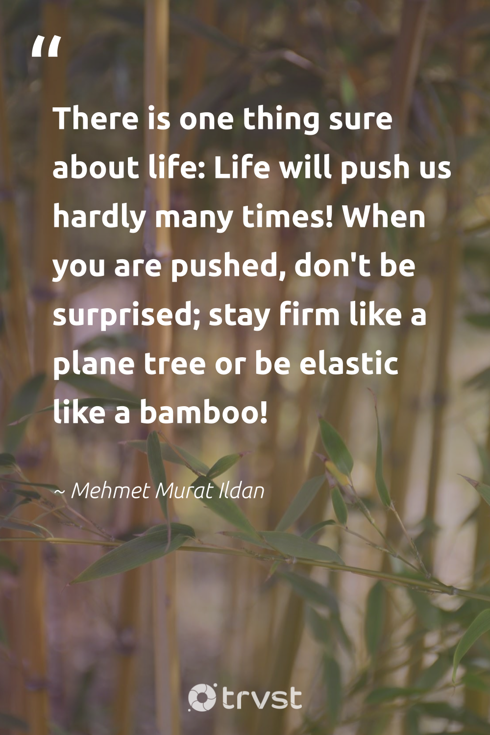 40 Bamboo Quotes From Proverbs to Bamboo's Sustainability