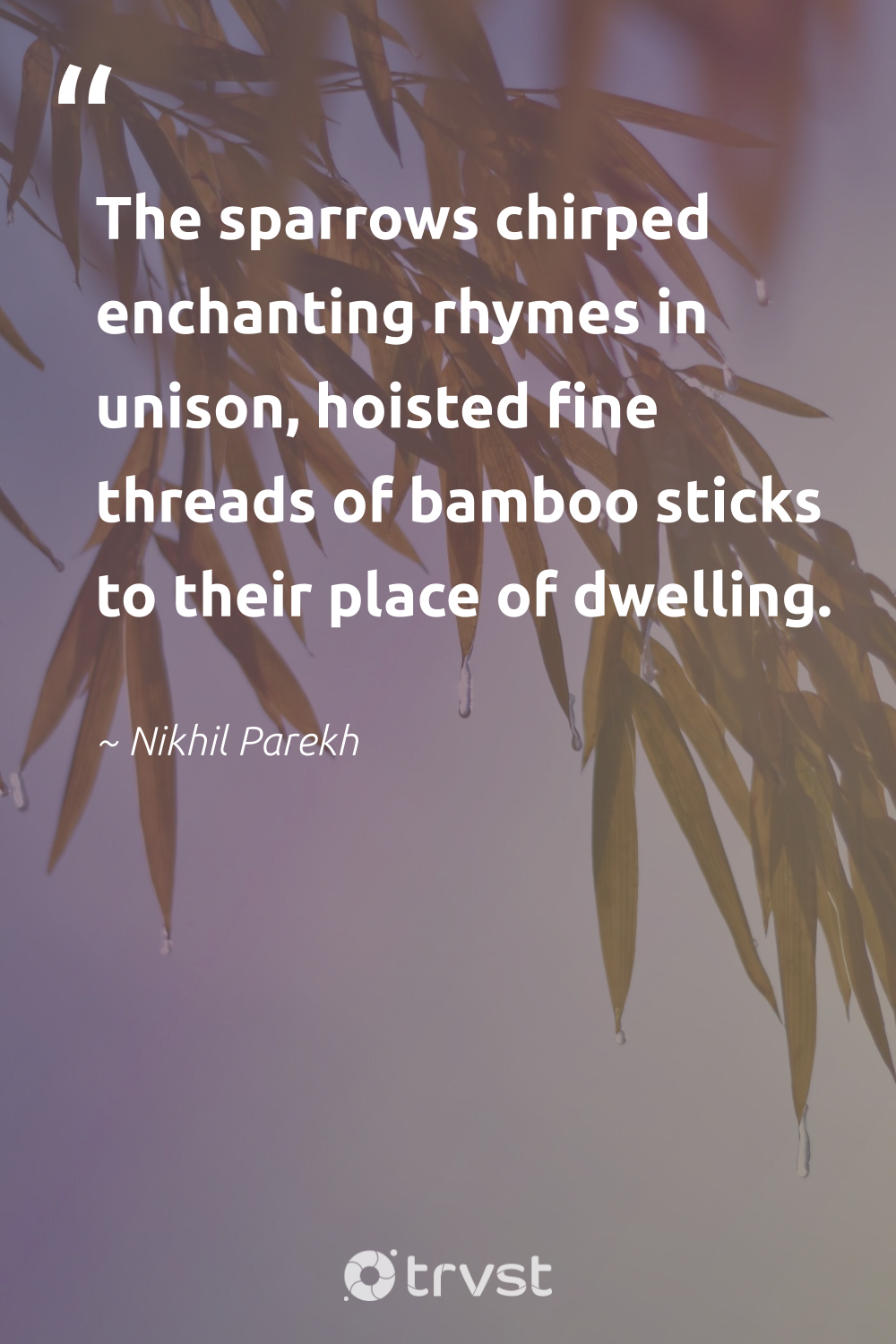 40 Bamboo Quotes From Proverbs to Bamboo's Sustainability