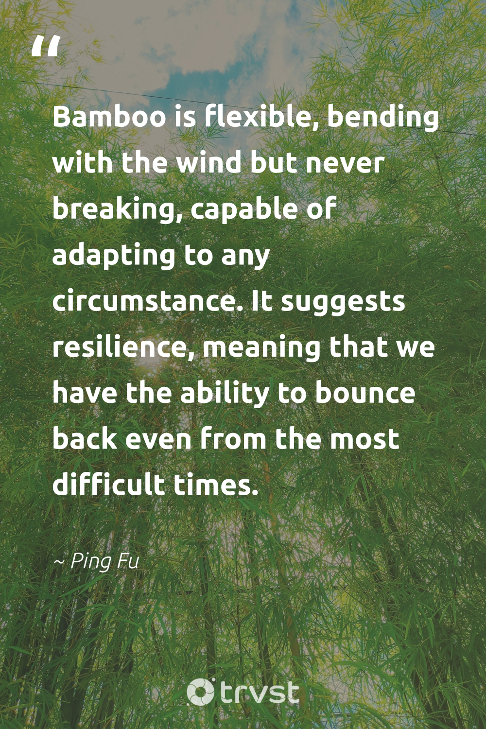 40 Bamboo Quotes From Proverbs to Bamboo's Sustainability