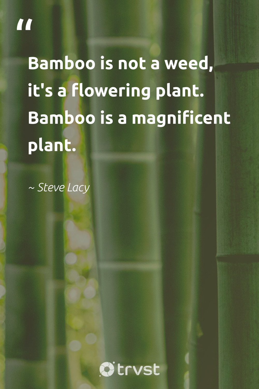 40 Bamboo Quotes From Proverbs to Bamboo's Sustainability