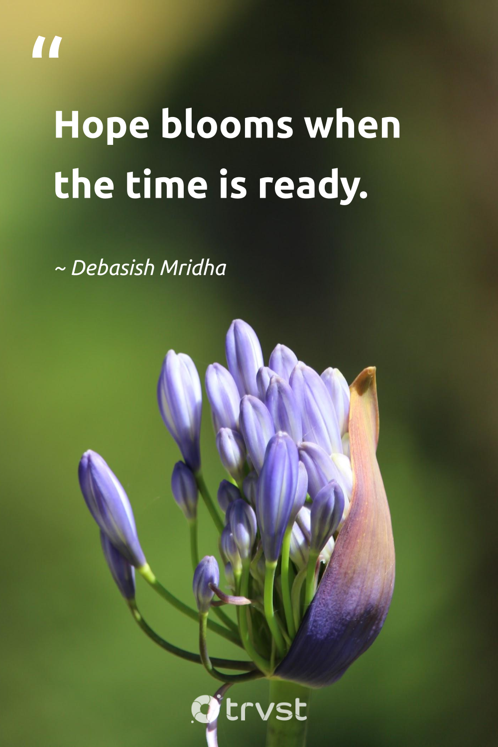 68 Bloom Quotes and Sayings Revealing Inner Beauty (2025)