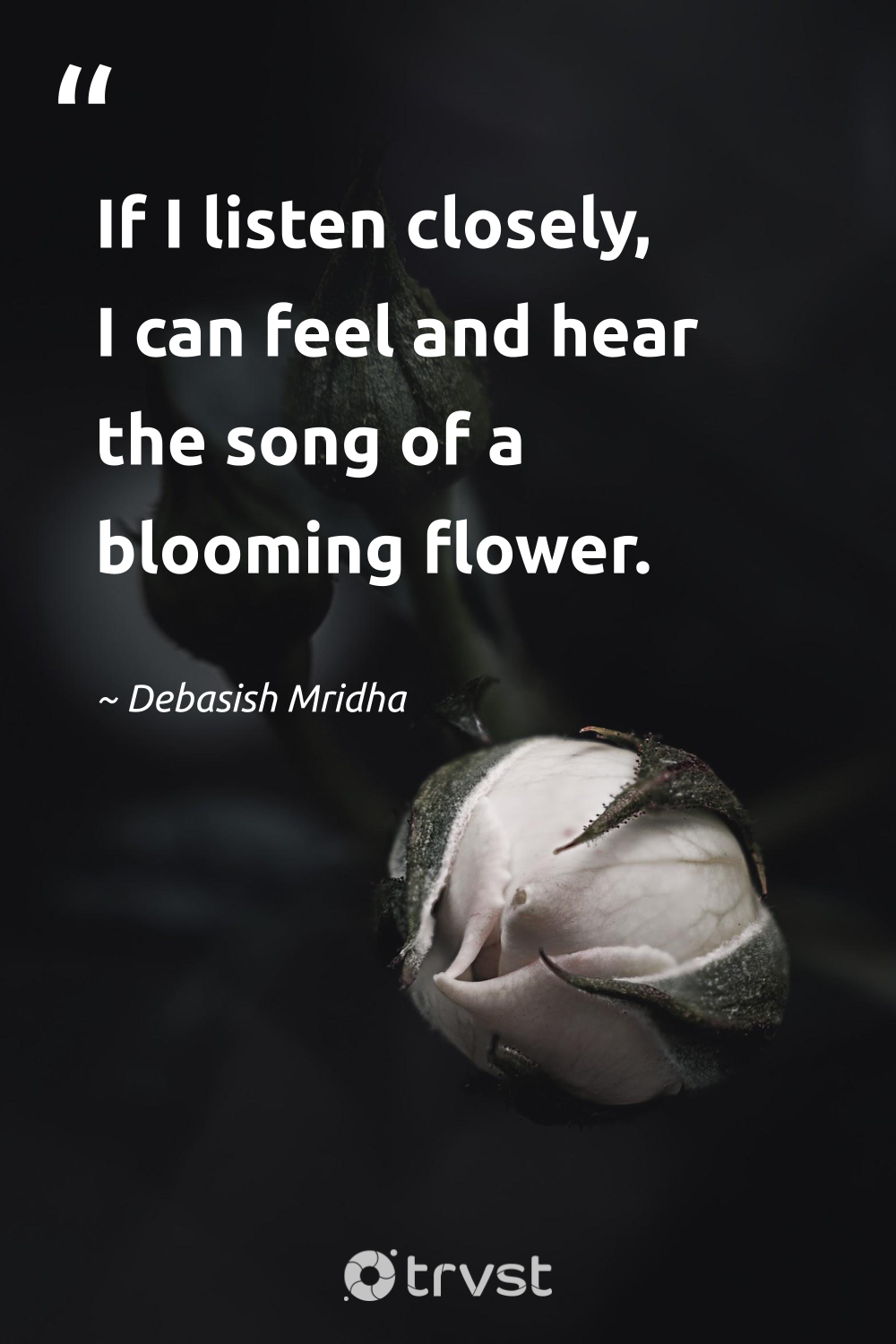 68 Bloom Quotes and Sayings Revealing Inner Beauty (2025)