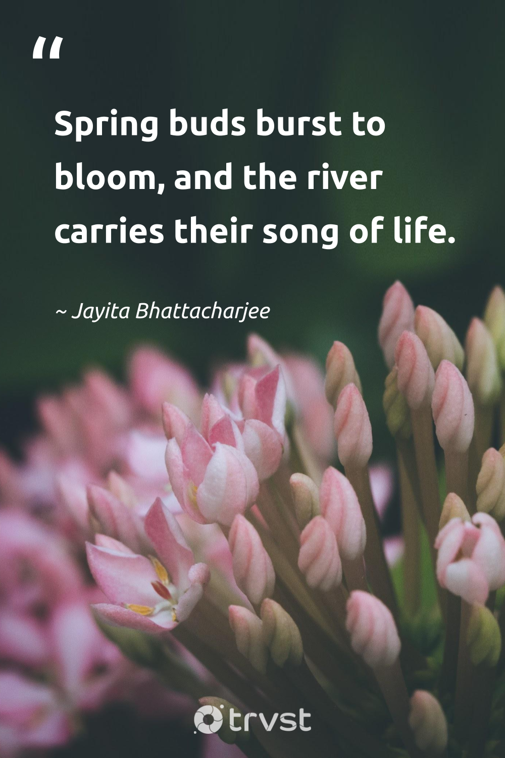 68 Bloom Quotes and Sayings Revealing Inner Beauty (2025)