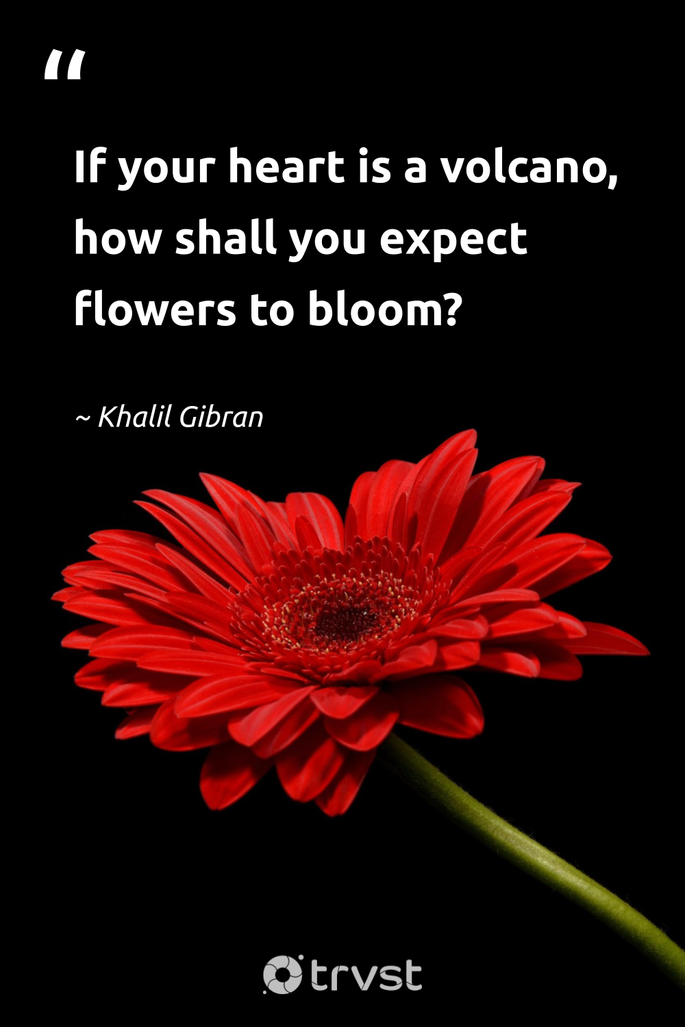 68 Bloom Quotes and Sayings Revealing Inner Beauty (2025)