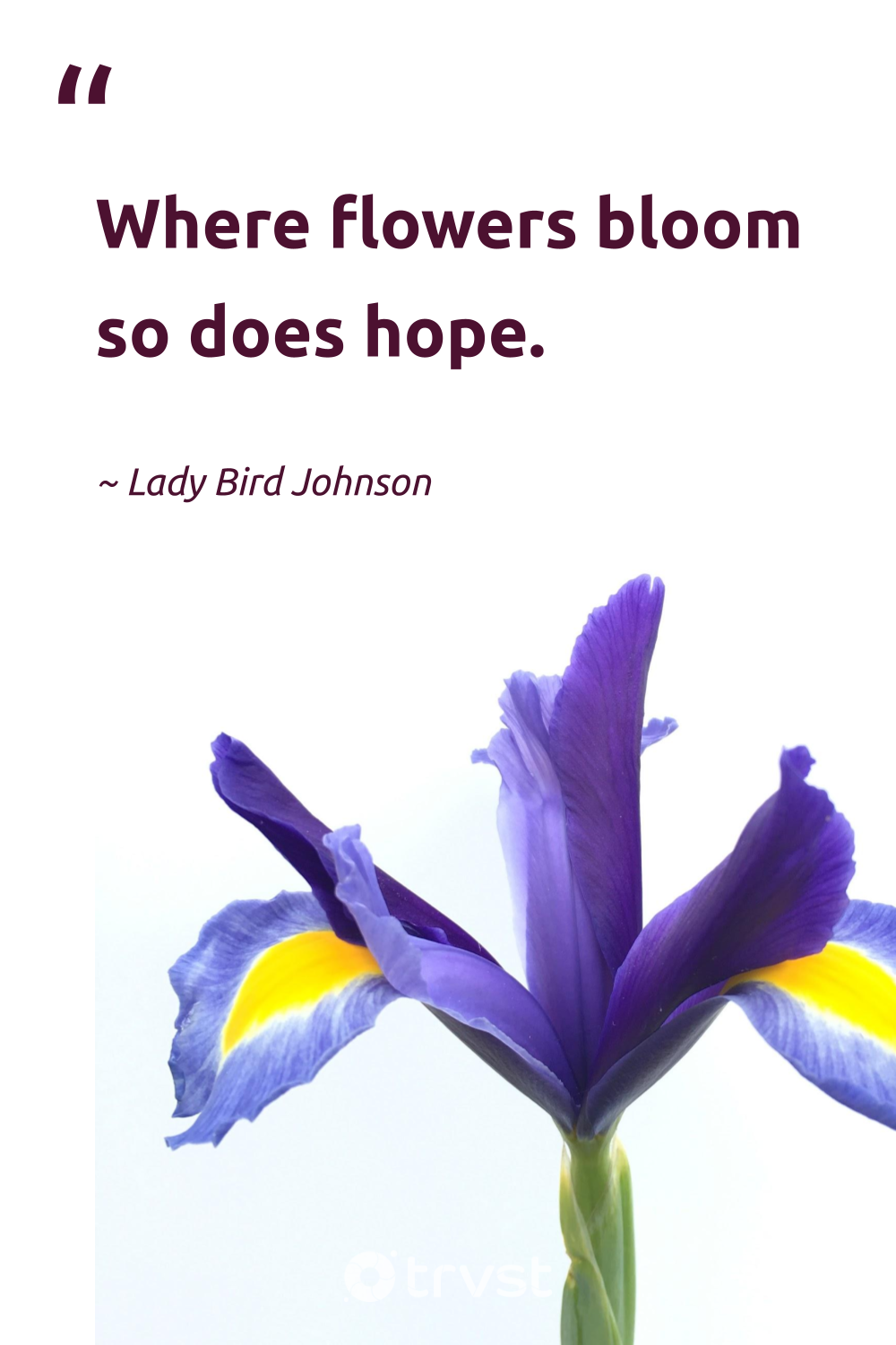 68 Bloom Quotes and Sayings Revealing Inner Beauty (2025)