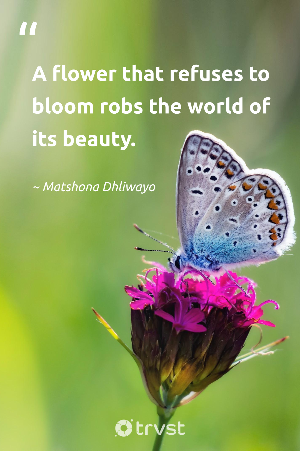 68 Bloom Quotes and Sayings Revealing Inner Beauty (2025)