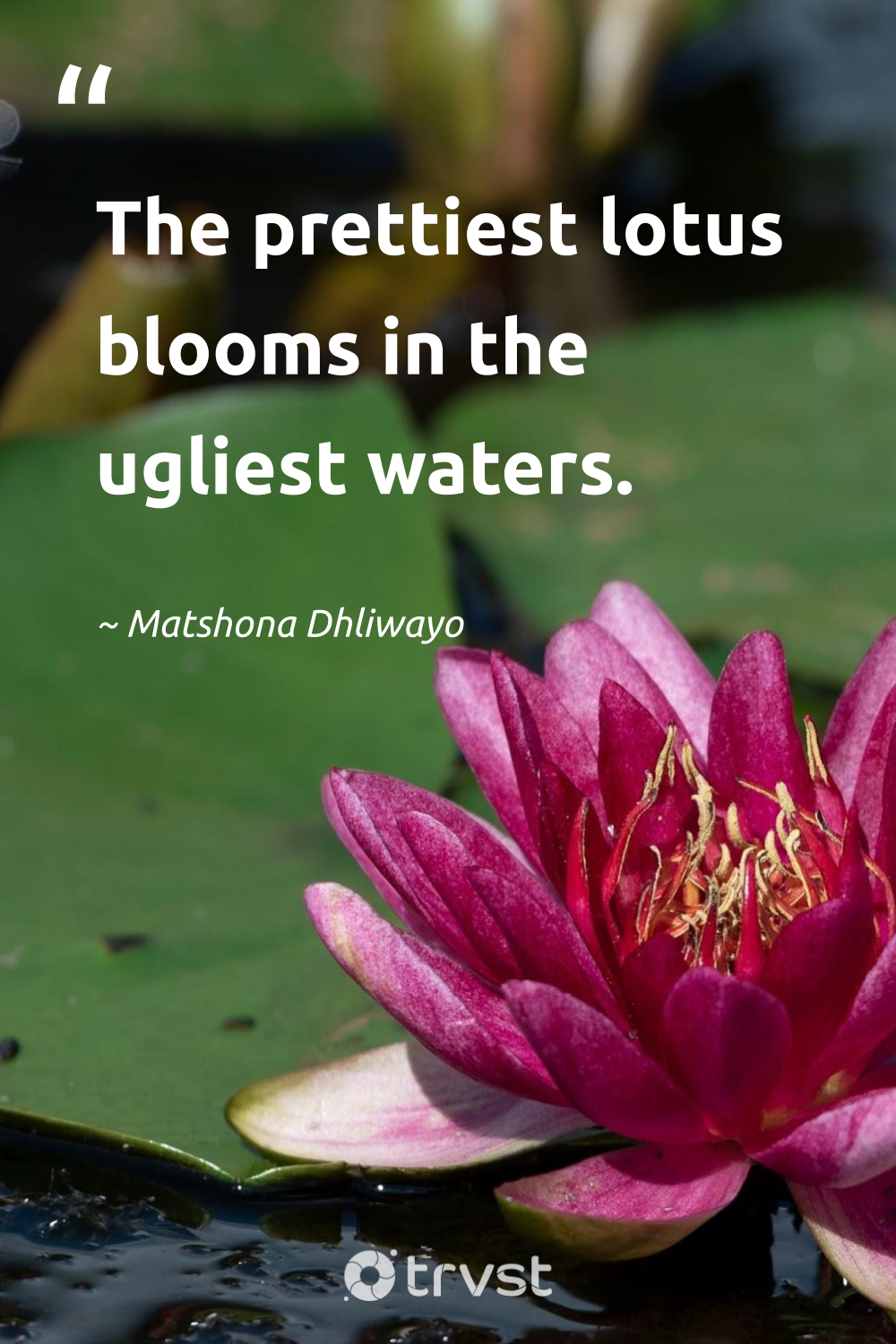 68 Bloom Quotes and Sayings Revealing Inner Beauty (2025)